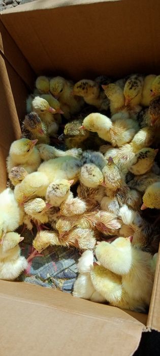 Pui de curca și curcă(cloșcă) Brebeni • OLX.ro