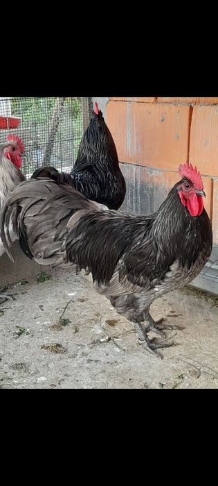 Vând ouă și pui din rasa Australorp Albastru Negru și Splash Balesti ...