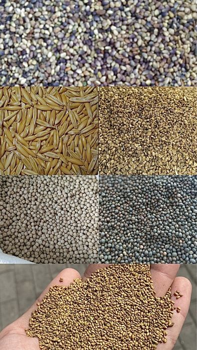 samanta lucerna de vanzare ' Anunturi ' OLX.ro