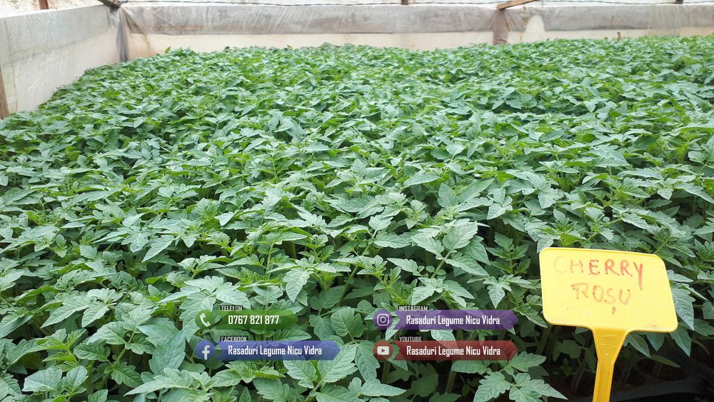 Vand Rasad | Rasaduri Rosii Cherry si Diverse Specialitati 2024 ...