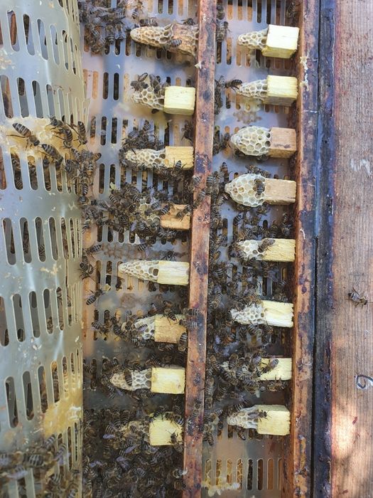 Matci imperecheate - matci selectionate - matci carpatine Mircea Voda ...