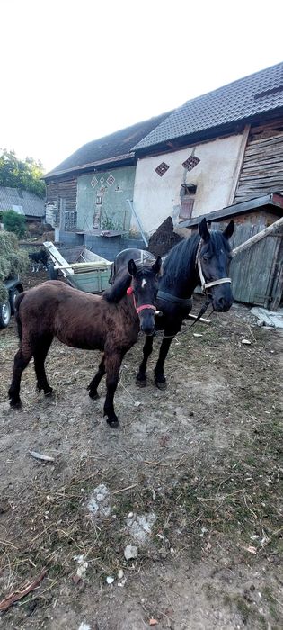 Se vinde iapa gestată si manza ei, căruța si hamul! Valea Mare • OLX.ro