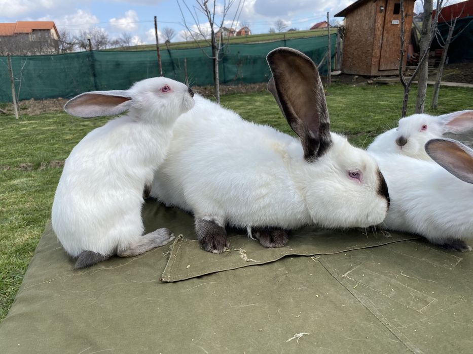 Vând iepuri Zalau • OLX.ro