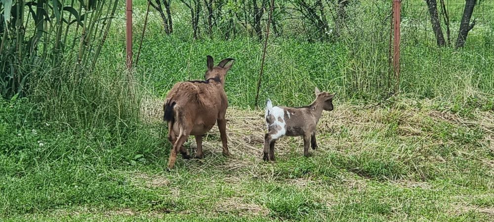 Familie capre pitice olandeze Ardud • OLX.ro