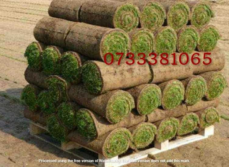 Gazon Rulou Sport Tunari • OLX.ro