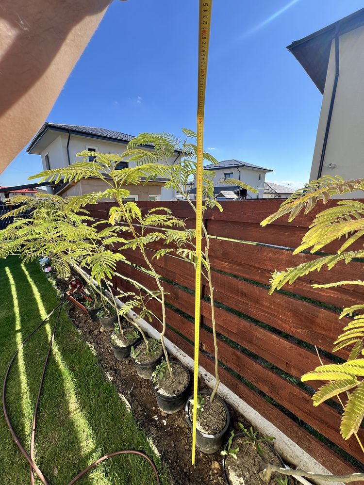 Arbusti Ornamentali Gradina Albizia Ombrella Sau Arborele De Matase Valea Lupului • Olxro