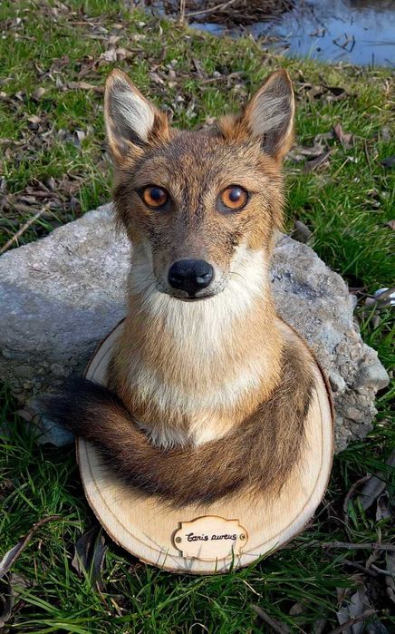 Trofeu.trofee.taxidermie.naturalizat. animale impaiate Germania Biharia ...