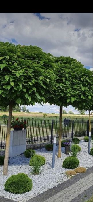 Plante ornamentale pin bonsai,copaci,tufă Campeni • OLX.ro