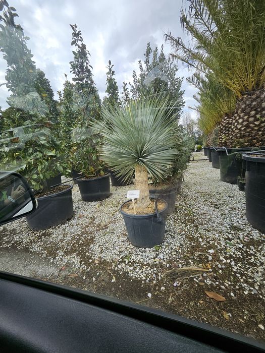 Yuca maslin bonsai eonymous leylandi photinia cedru bonzai Badislava ...