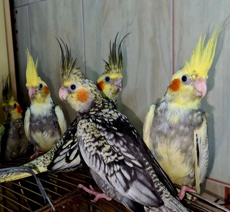 Papagali Ninfa blanzi crescuti la mana, Rozella, Cantatori, Perusi ...