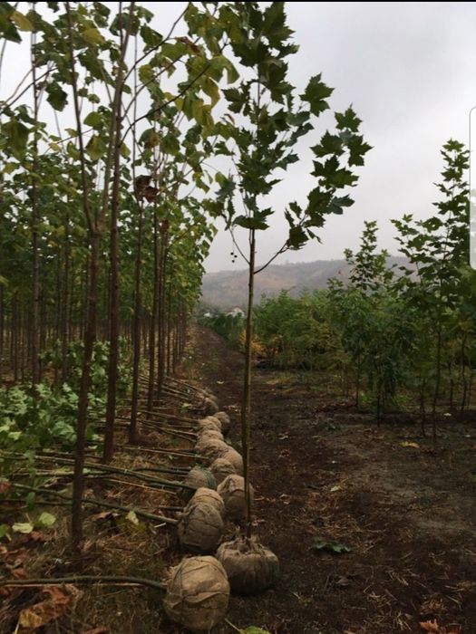 Tuia mesteacăn Magnolia tei Oradea • OLX.ro