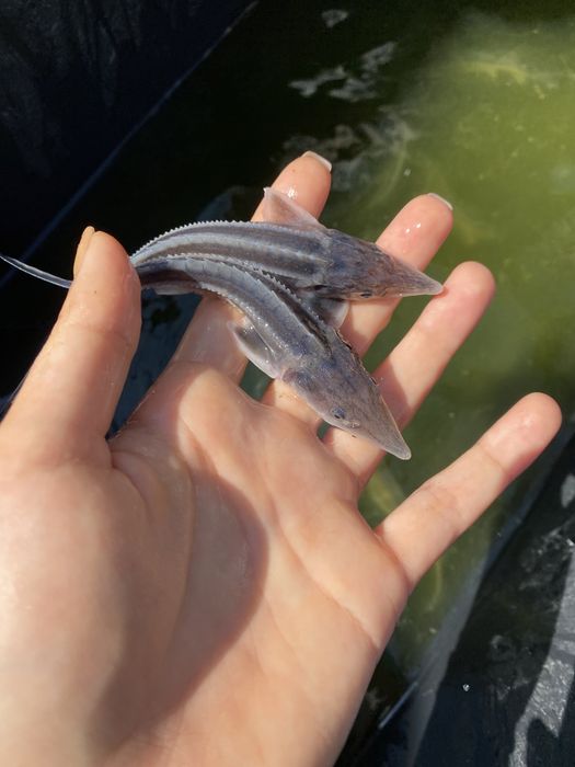 Puiet sturion , puiet peste , peste viu Suceava • OLX.ro