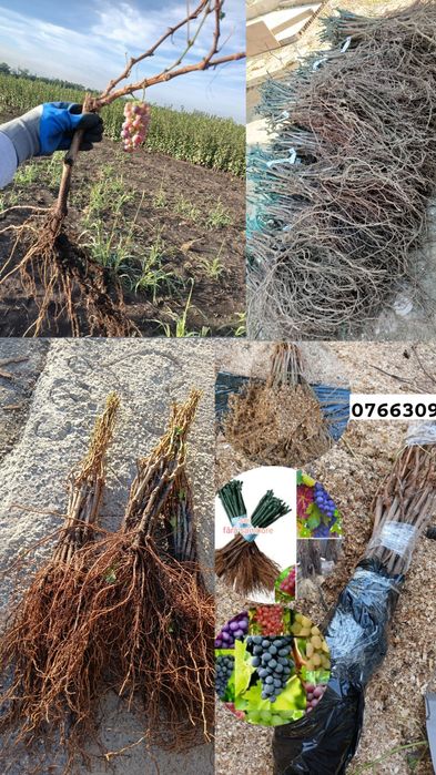 Butasi vita de vie Breaza • OLX.ro