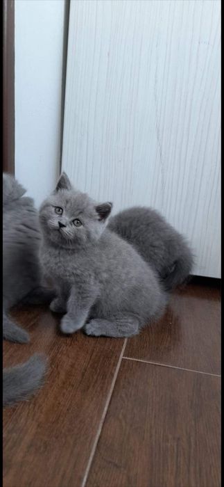 Pisoi Brittish Shorthair Blue Pitesti • OLX.ro
