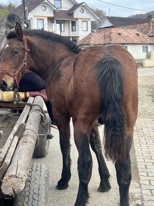 Manz 6 luni din cai buni si mari ‼️ Bistrita • OLX.ro