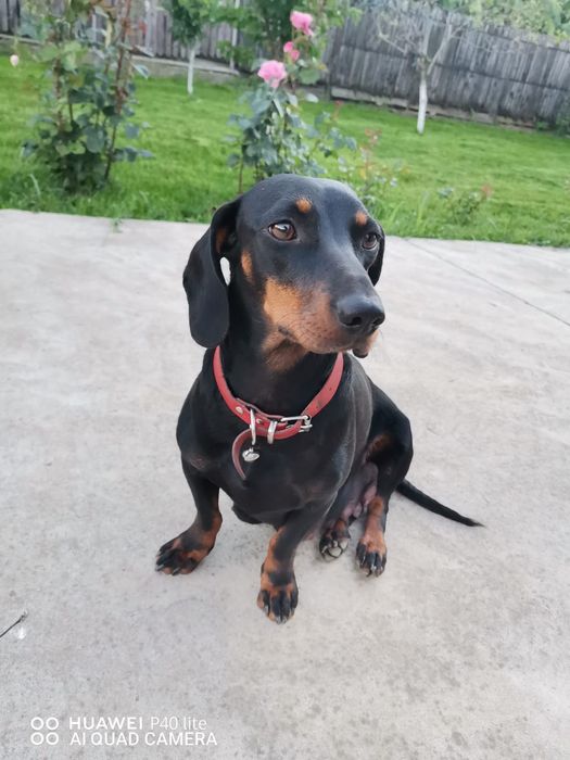 Pui Teckel (cu Pete de foc) Ploiesti • OLX.ro