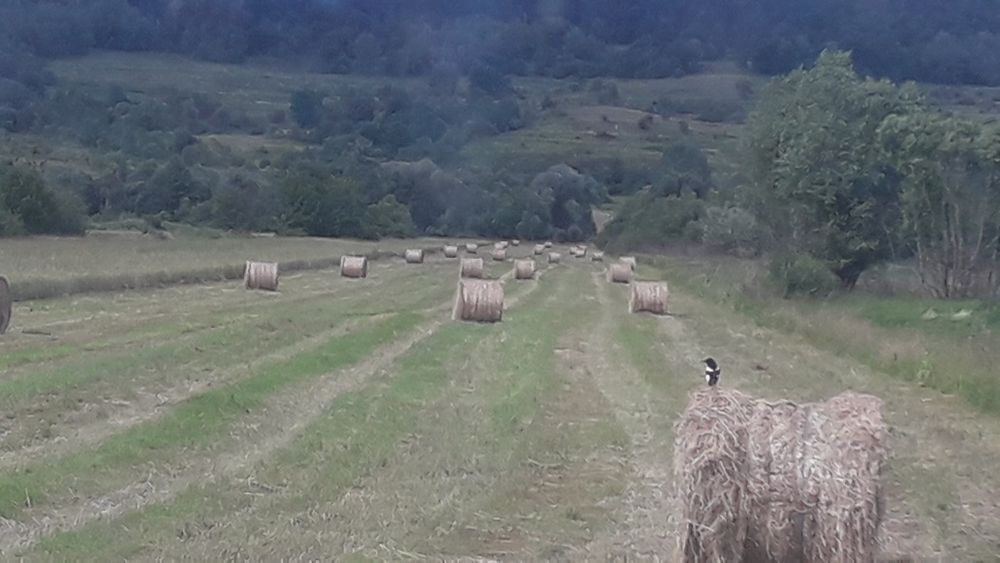 Baloti lucerna si baloți fan. Jignita • OLX.ro