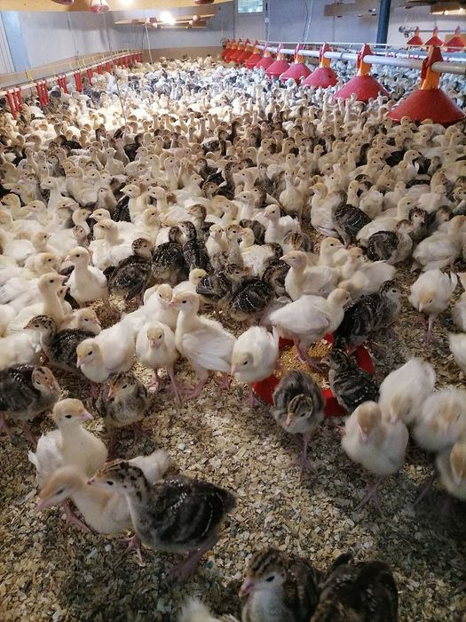 Pui zburati de gaina si dr curca Malureni • OLX.ro