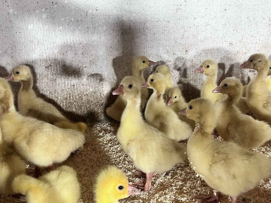 Boboci de gâscă de toulouse și românească Ploiesti • OLX.ro