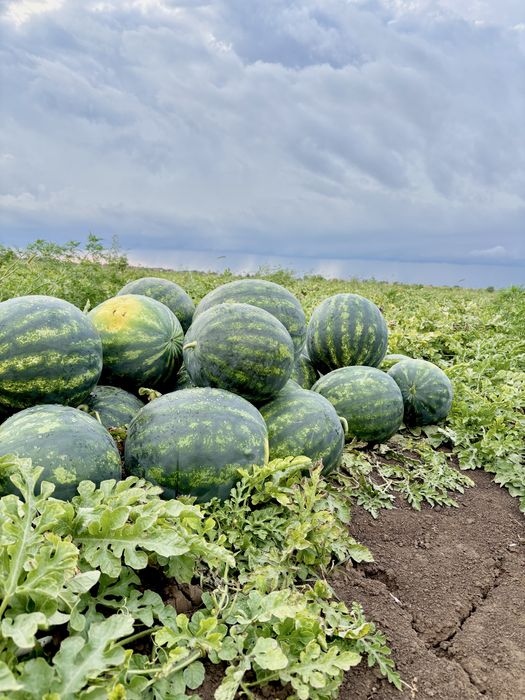 Lubenita macea dulce si proaspata Macea • OLX.ro