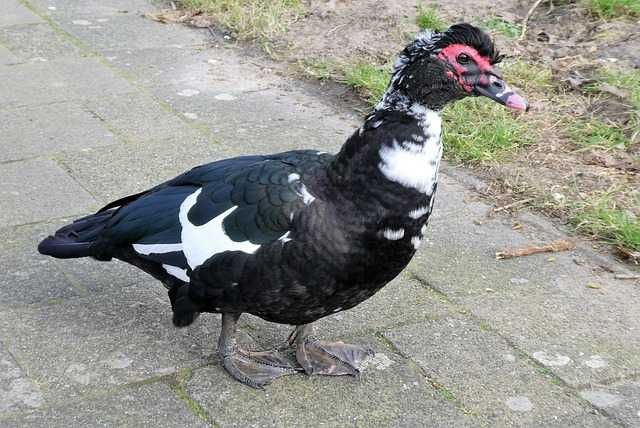 Boboci de rata muta-mulard#pui zburati kabir#pui de carne 1kg-3kg ...