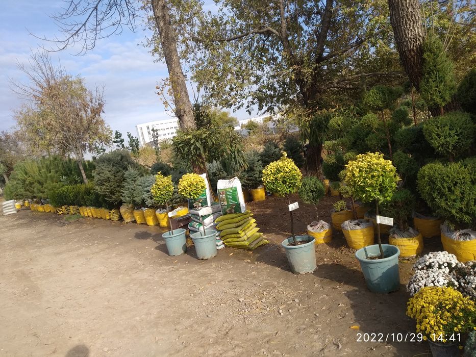 Archalar va xar xil turdagi manzarali daraxtlar bor: 28 000 сум - Сад ...