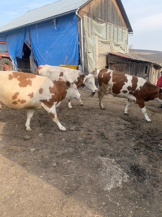 Ferma de vaci cu lapte Baltata Romaneasca Sarmasel • OLX.ro