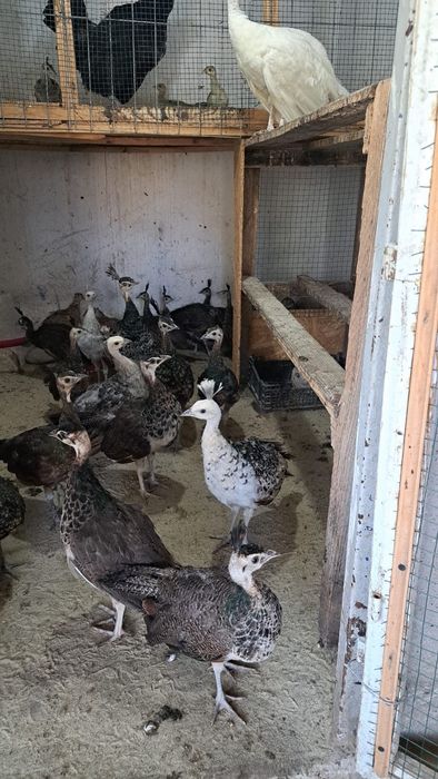 Vand pui de pauni Galati • OLX.ro