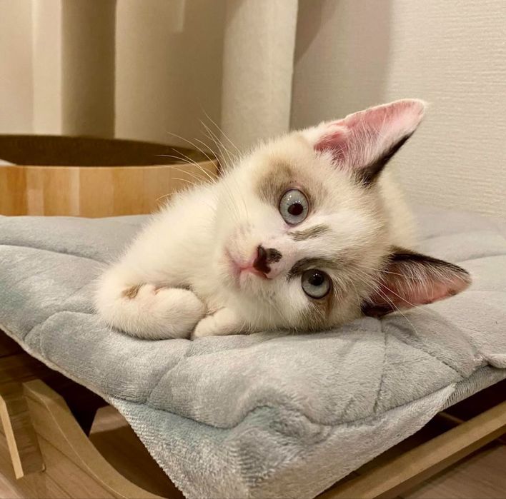 Puiut ragdoll deosebit Bucuresti Sectorul 2 • OLX.ro