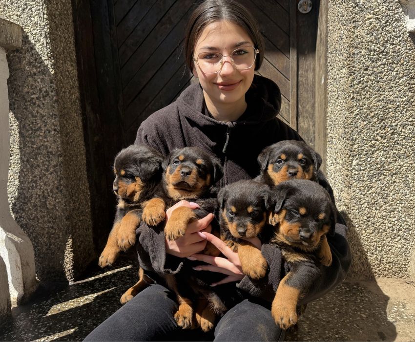 Ротвайлерчета По FCI Стандарт Ротвайлер гр. Монтана Идеален център • OLX.bg