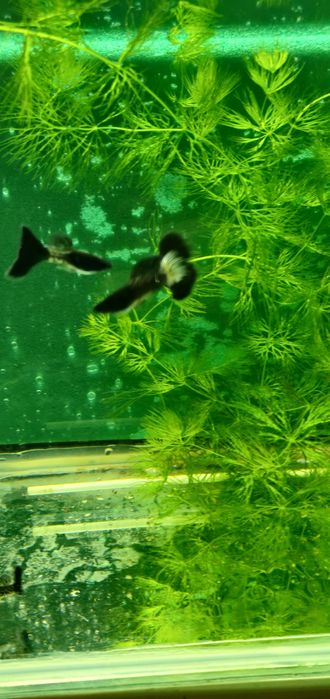 Guppy ,gupy, gupi Ludus • OLX.ro