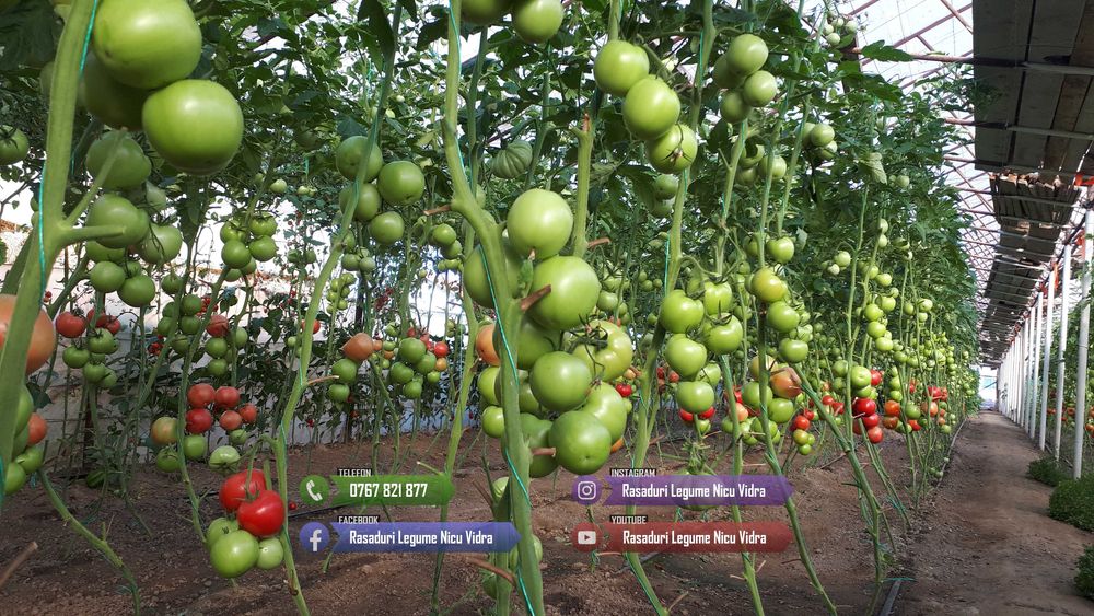 Rasad rosii | Rasaduri rosii / tomate si alte rasaduri legume 2025 ...