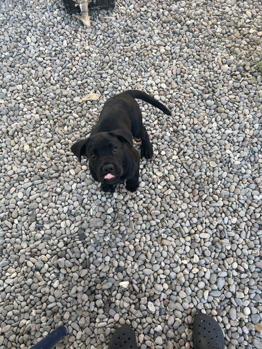 Vând mascul Cane Corso Iod • OLX.ro