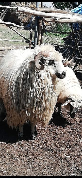 Berbec Turcan Oacheș Aiudul de Sus • OLX.ro