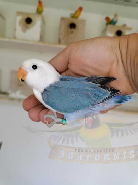 Puiuti papagali Amorezi/Agapornis/Inseparabili Bucuresti Sectorul 2 ...