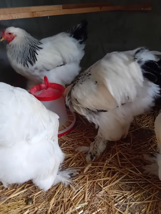 Cocosi brahma 2025 Berbesti • OLX.ro