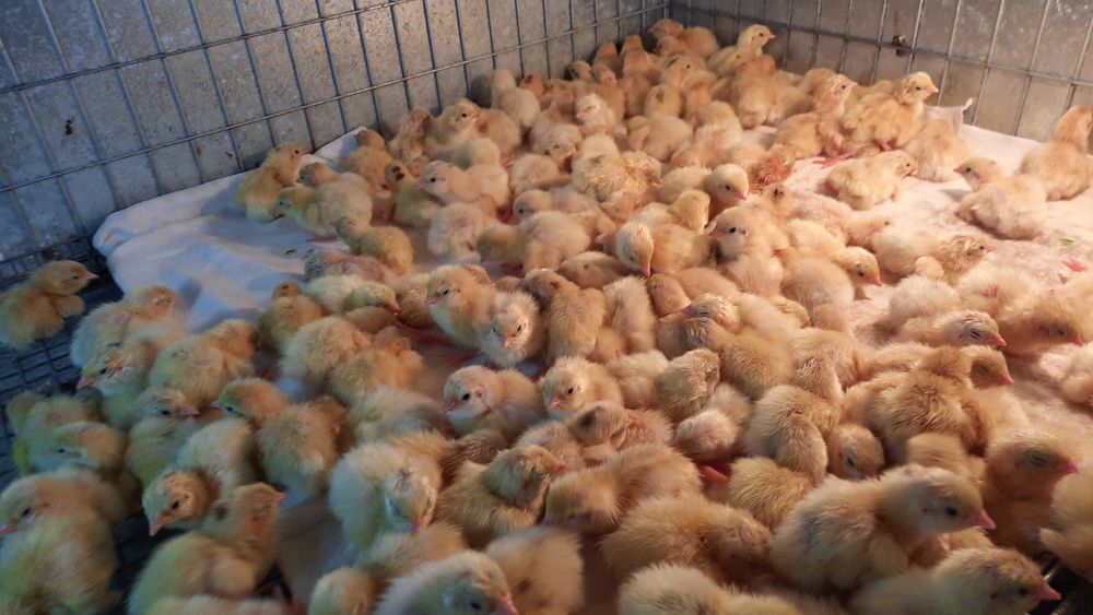 Prepelite de vanzare de la 1 zi la 8 saptamani cele mai bune preturi ...