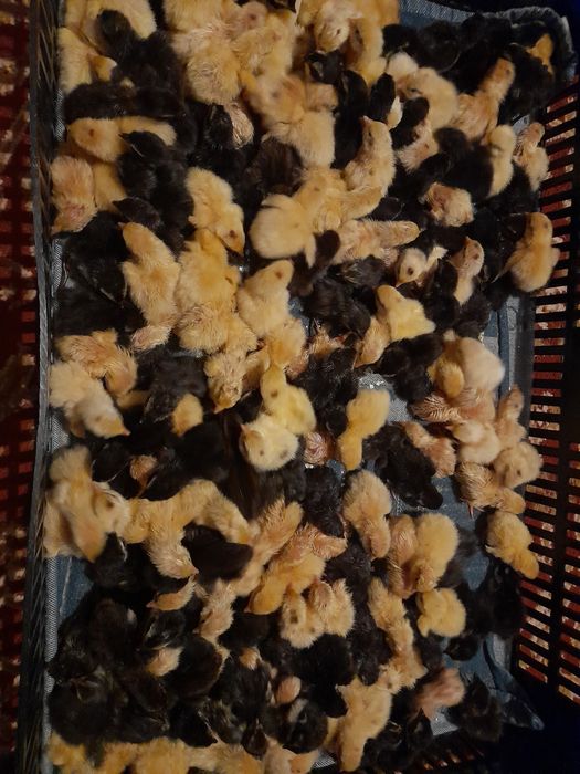 Pui prepelita Giganta Polara , Tuxedo Tibetana ,jumbo gold Baicoi • OLX.ro