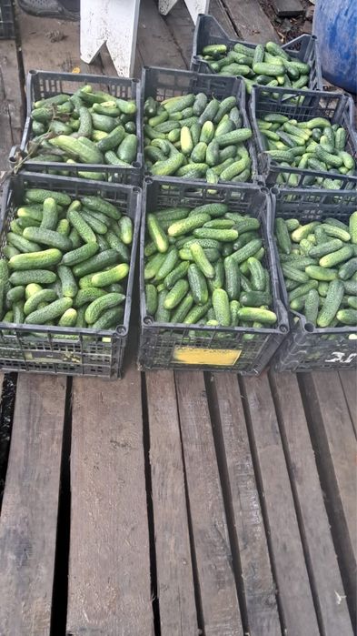 Castraveti de gradina Milisauti • OLX.ro