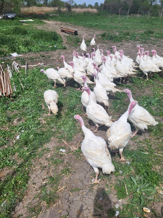 Curcani de țară!!! Chiajna • OLX.ro