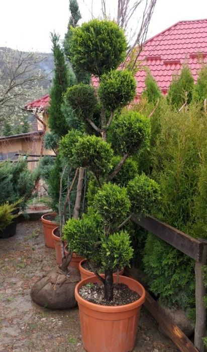 Tuia smaralgd, columnaris, Leylandii gard viu Comarnic • OLX.ro