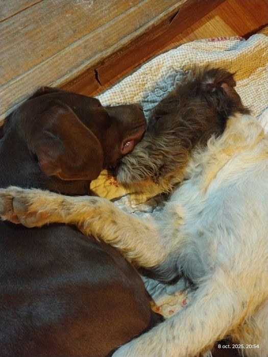 Dau spre adoptie 4 caini, 3 de rasa Dumitresti • OLX.ro