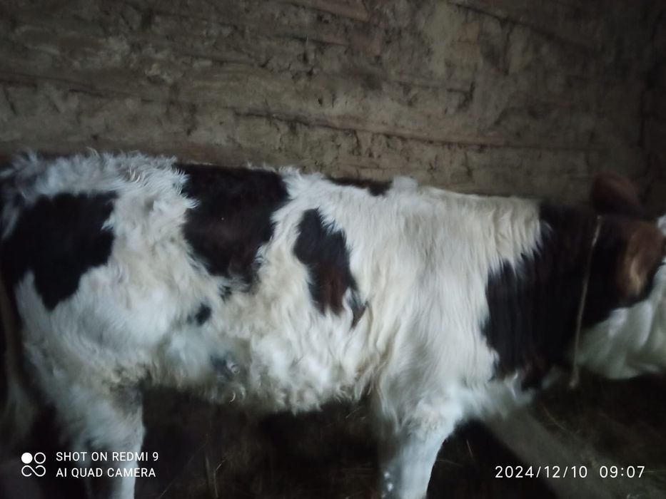 Vaca de vânzare... Craiova • OLX.ro