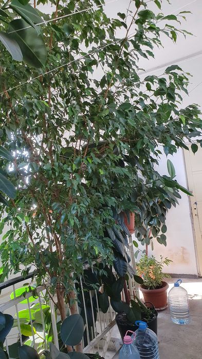 Ficus verde cu frunze mici Bucuresti Sectorul 3 • OLX.ro
