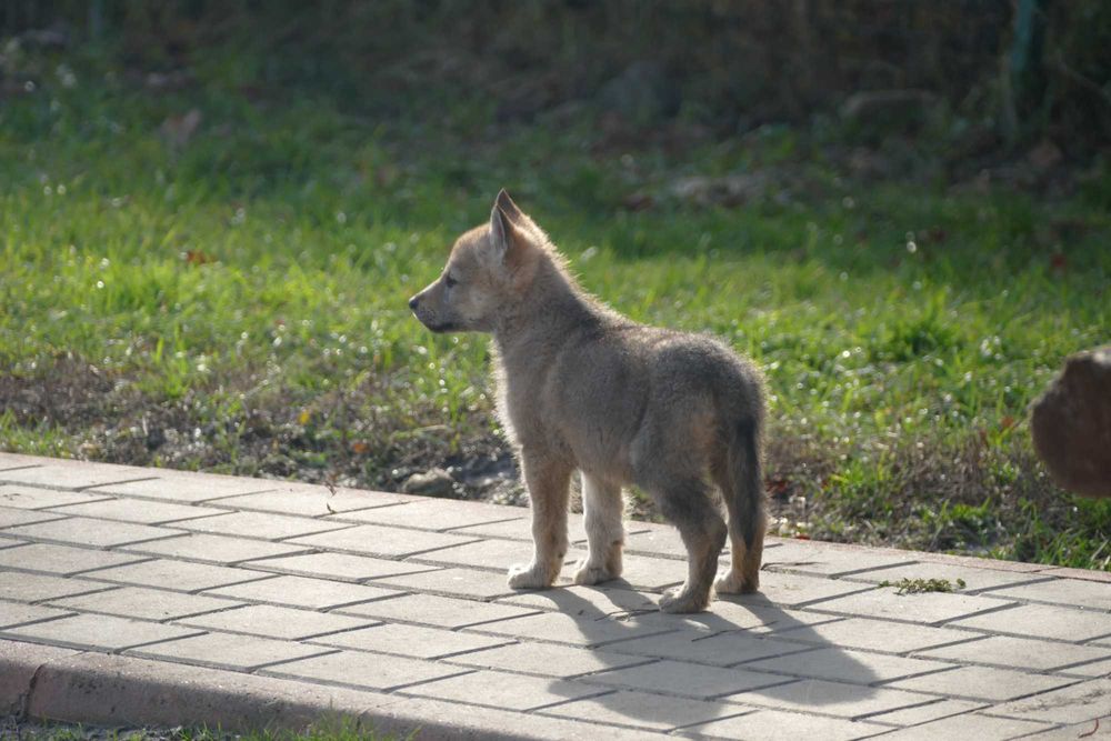 Pui Lup Cehoslovac Bistrita • OLX.ro