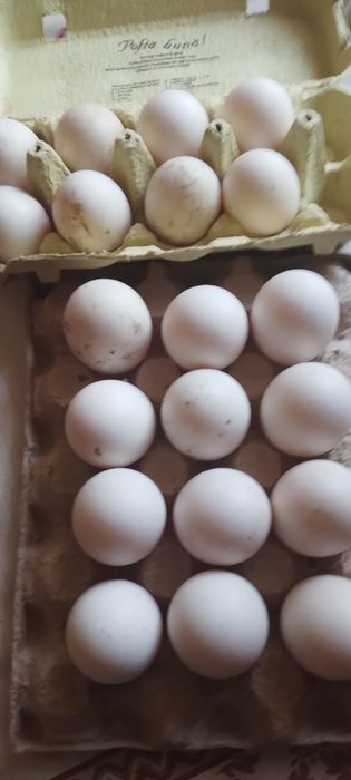 Oua de rata de carne Sici • OLX.ro