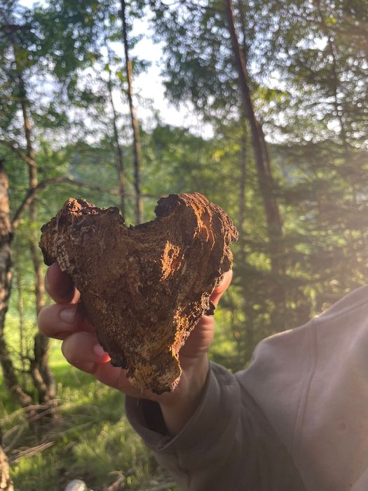 Ciuperca Chaga Inonotus Obliquus praf bucăți Bucuresti Sectorul 4 • OLX.ro