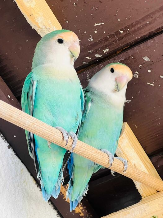 Pui de Papagali Amorezi, specia Agapornis - Roseicollis Cluj-Napoca ...