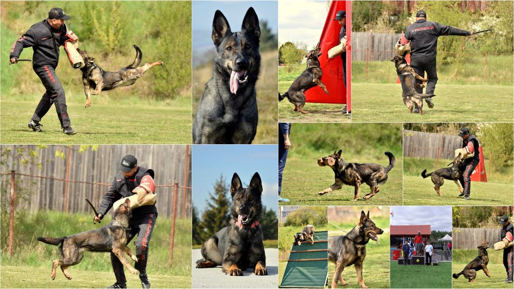 Ciobanesc german mascul sur linie de lucru Miercurea-Ciuc • OLX.ro