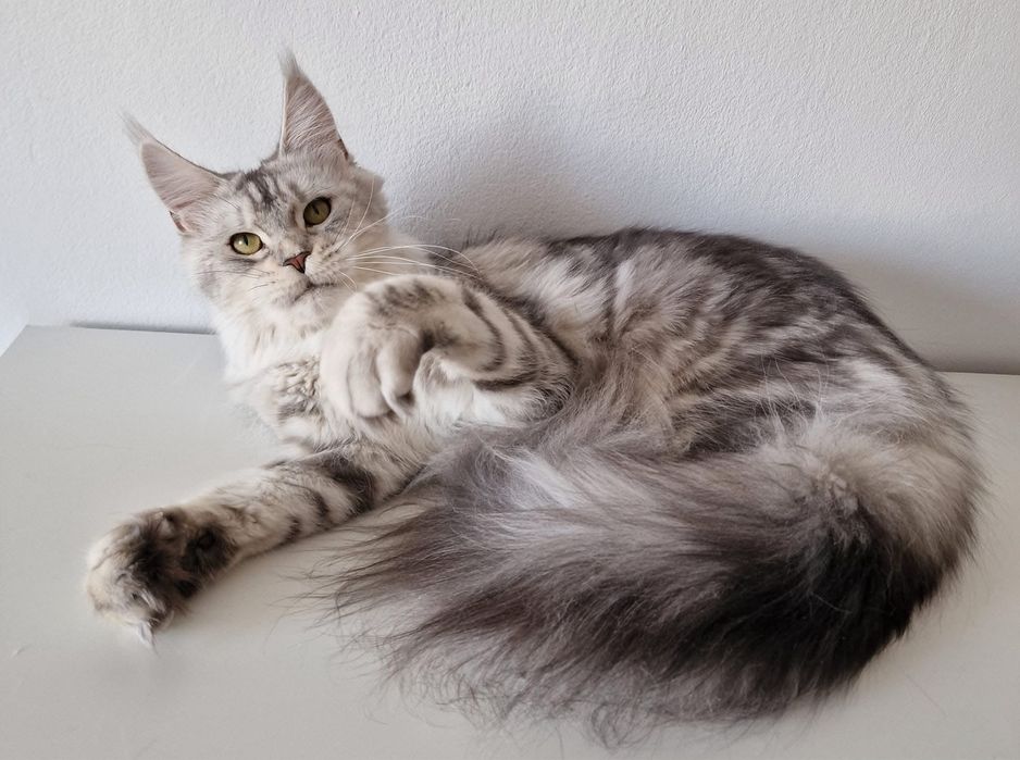 Maine coon puiut superb Bucuresti Sectorul 3 • OLX.ro